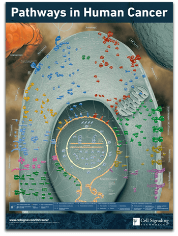 Cell Signaling Poster